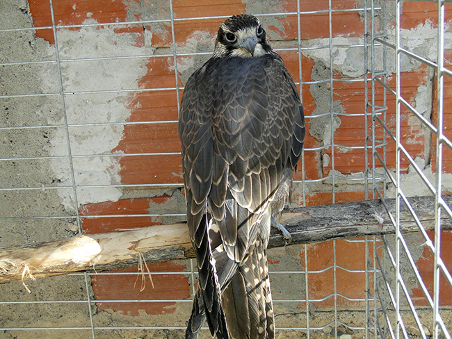 Zbrinut stepski soko pronađen u Lebini kod Paraćina - Energetski Portal