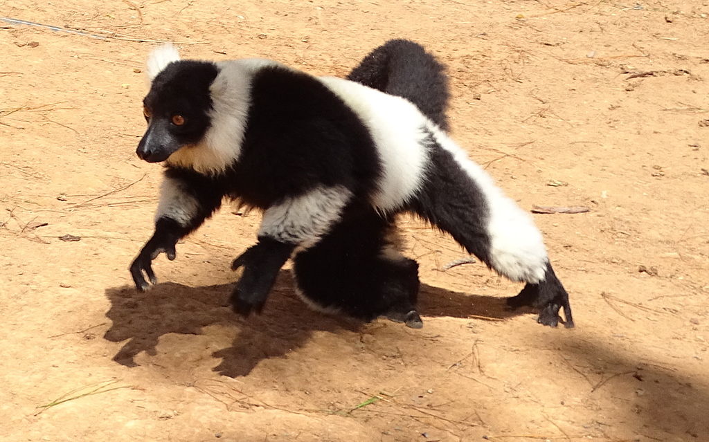 Da li će nestati lemuri sa Madagaskara? - Energetski Portal