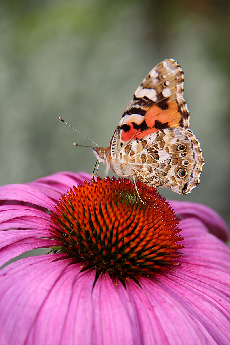 Porast broja leptira, moljaca i vilinih konjica u Britaniji ...
