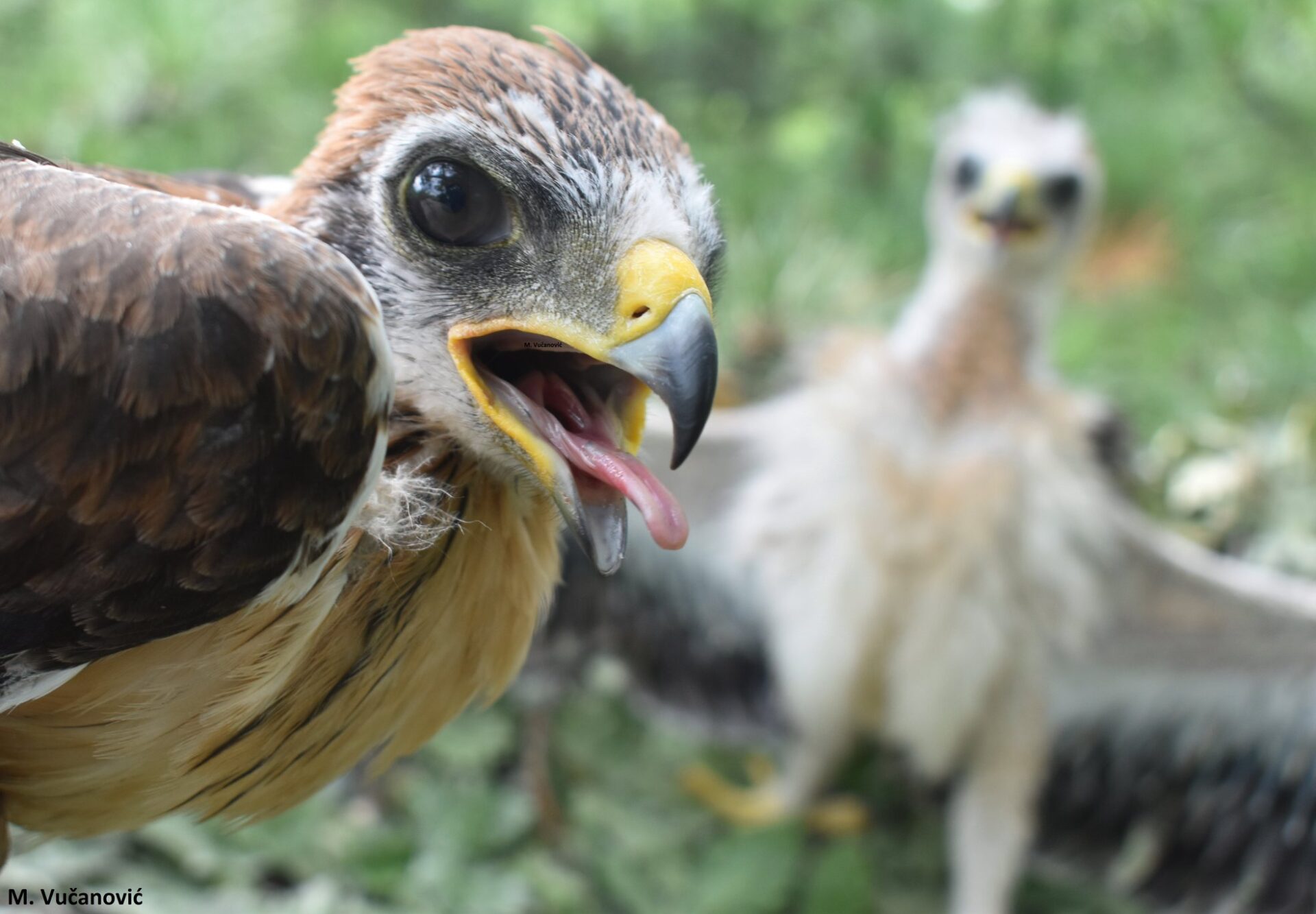 Patuljasti orao se posle 100 godina ponovo gnezdi na Vršačkim planinama ...