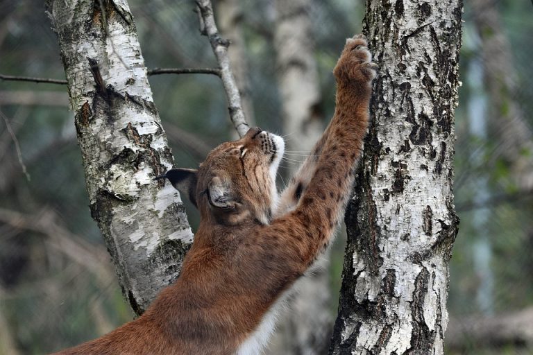 Posle više godina u Severnoj Makedoniji se pojavio balkanski ris ...